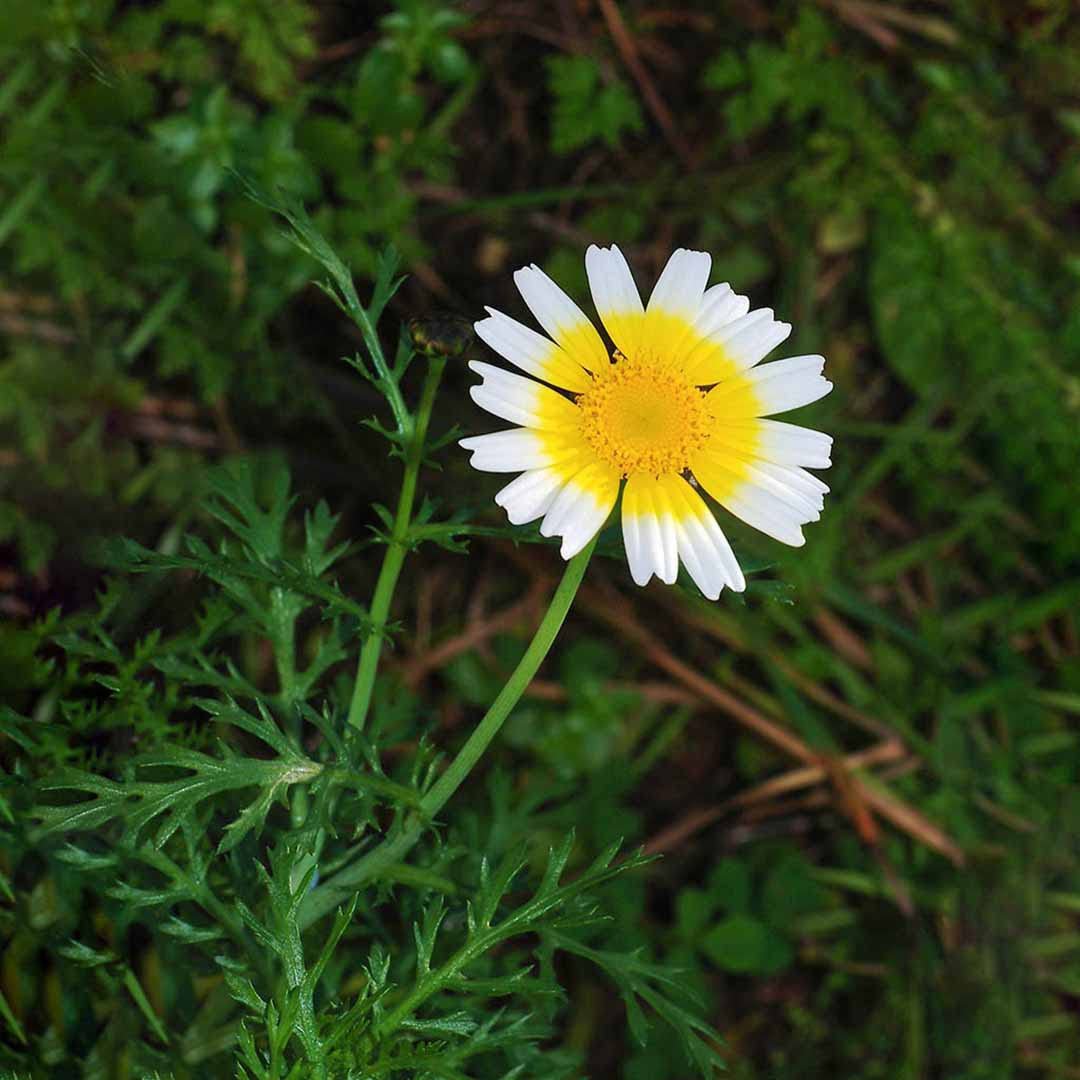 1 oz Daisy Seeds, Garland Daisy, Crown Daisies, Heirloom Non-GMO ...