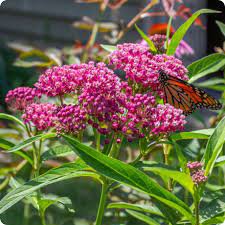 40 Butterfly Pink Swamp Milkweed Seeds Asclepias incarnata Monarch ...