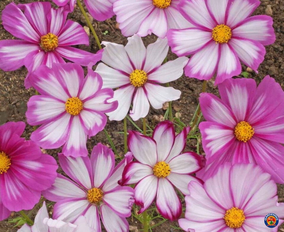 1000 Cosmos Flower Seeds Candy Stripe Wildflowers Plantations