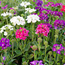 1oz MOSS VERBENA Flower Seeds Verbena tenuisecta Mixed Colors 33,000 ...