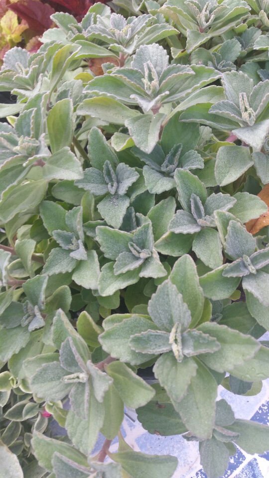 Plectranthus Neochilus Fuzzy Lobster Flower Swedish Ivy Spur Flower 5x ...