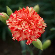 CARNATION CHABAUD ORANGE Dianthus Caryophyllus - 20 Seeds Plantations