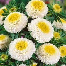 ASTER POMPON WHITE Callistephus Chinensis - 20 Seeds Plantations