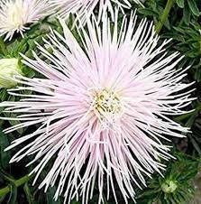 ASTER NEEDLE UNICUM WHITE Callistephus Chinensis - 20 Seeds Plantations