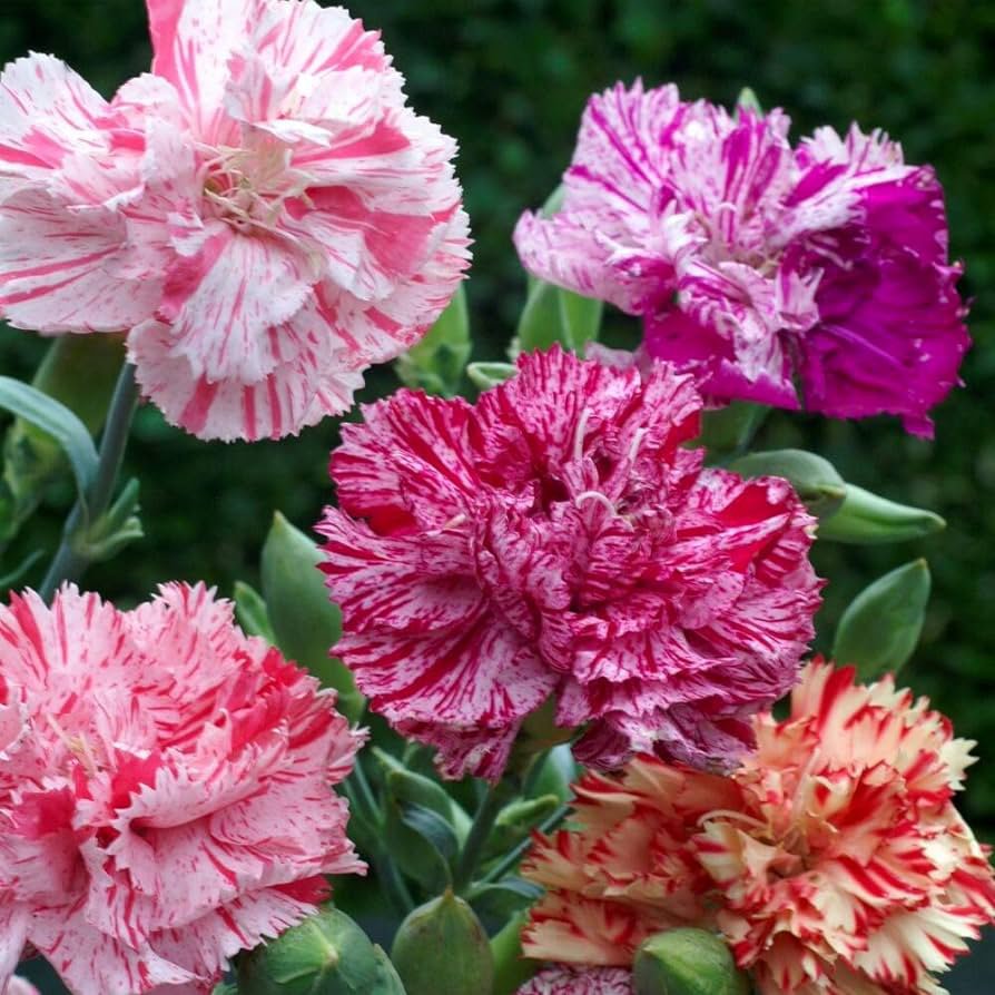 CARNATION CHABAUD PICOTEE MIXED COLORS Dianthus Caryophyllus - 20 Seeds ...