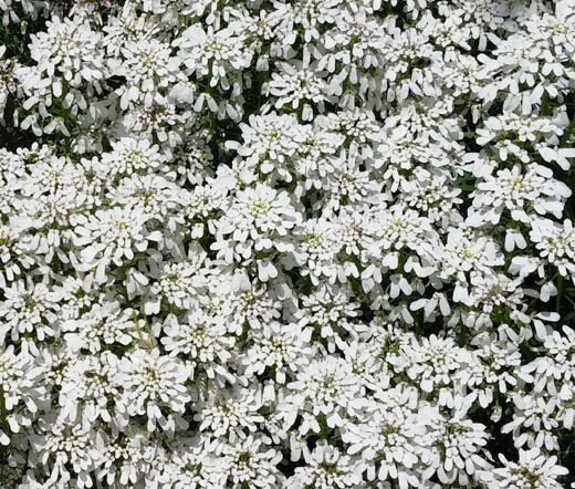 CANDYTUFT WHITE EVERGREEN PERENNIAL Iberis Sempervirens - 100 Seeds ...