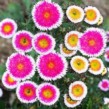 ASTER POMPON HINOMARU Callistephus Chinensis - 200 Bulk Seeds Plantations