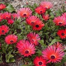 ICE PLANT GELATO BRIGHT RED Dorotheanthus Bellidiformis - 1,000 Bulk ...