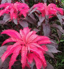 AMARANTHUS EARLY SPLENDOR Amaranthus Tricolor - 1,000 Bulk Seeds ...