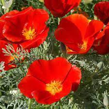 CALIFORNIA POPPY RED CHIEF Eschscholzia Californica - 15,000 Bulk Seeds ...