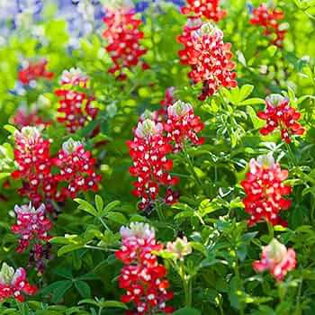 MAROON RED TEXAS BLUEBONNET Lupinus Texensis - 250 Bulk Seeds Plantations
