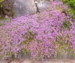 CREEPING THYME DWARF GROUND COVER Thymus Serpyllum - 25,000 Bulk Seeds ...