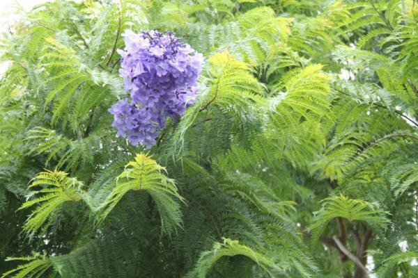 Blue Jacaranda, Jacaranda Mimosifolia, Tree 60 Seeds (Spectacular ...