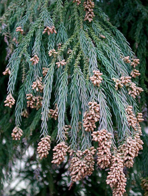 Japanese Red Cedar, Cryptomeria japonica, Tree 150 Seeds (Fast ...