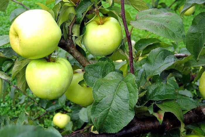 Antonovka Apple, Malus Domestica “Antonovka”, Tree 20 Seeds (Fast ...