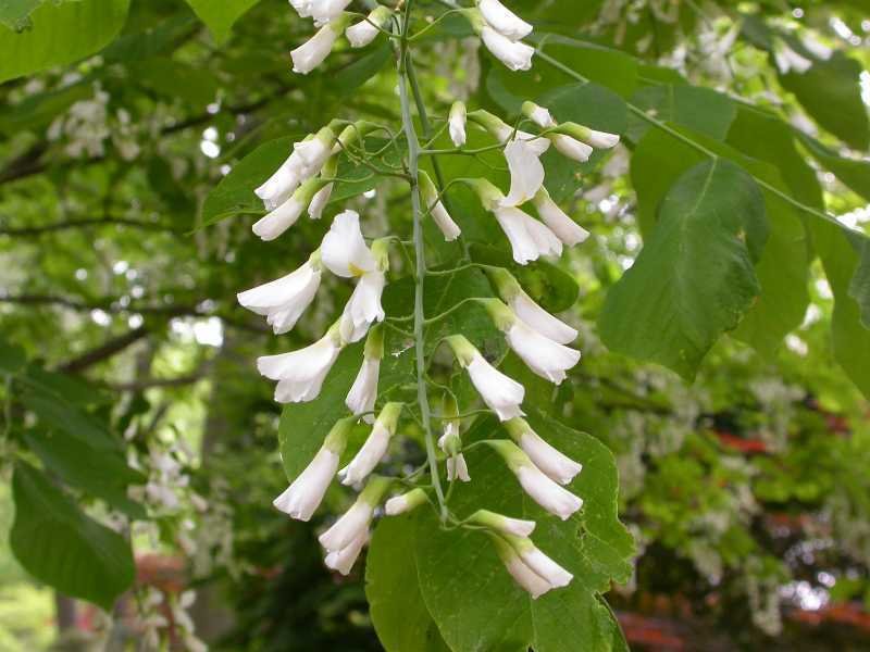 American Yellowwood, Cladrastis kentukea, Tree 30 Seeds (Showy, Hardy ...