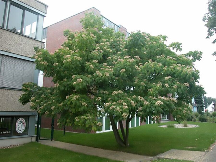 Korean Evodia, (Bee Bee Tree), Evodia danielli, Tree 30 Seeds (Fast ...