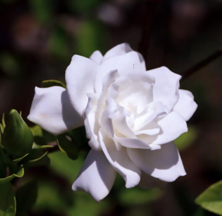Fragrant Cape Jasmine Shrub, Gardenia jasminoides, 60 Seeds (Showy ...