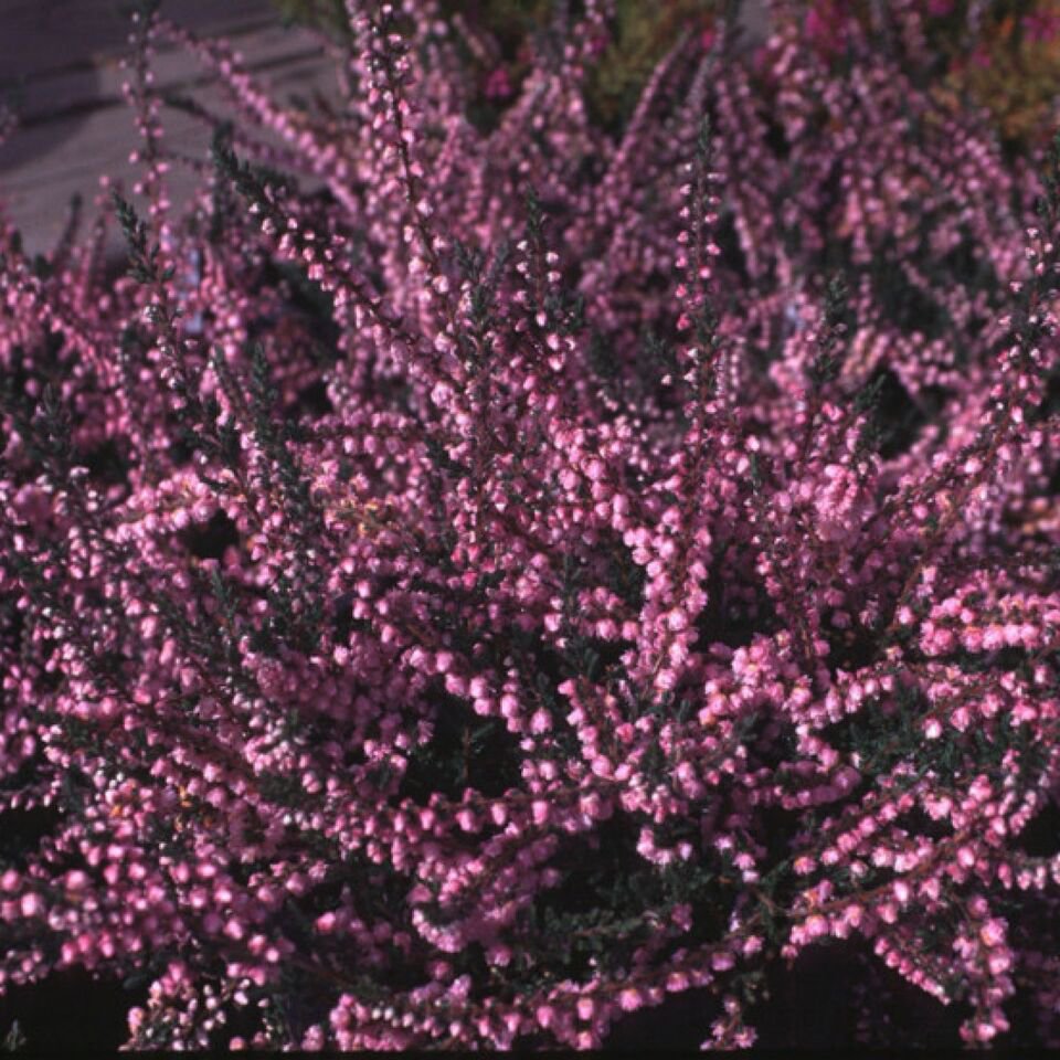SCOT'S HEATHER Calluna Vulgaris 50 SEEDS Plantations