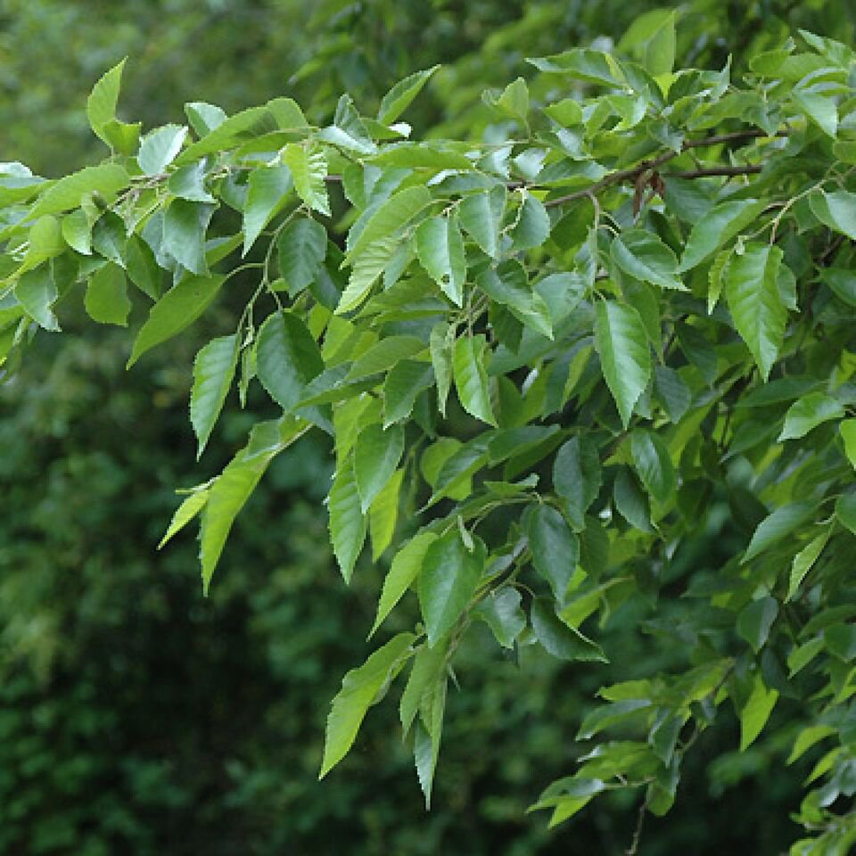 JAPANESE ALDER Alnus Japonica 15 SEEDS Plantations