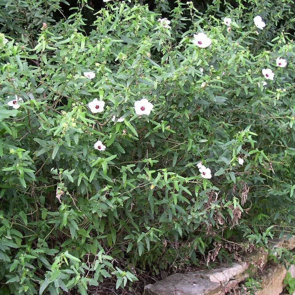 ROSE MALLOW Hibiscus Laevis 20 SEEDS Plantations