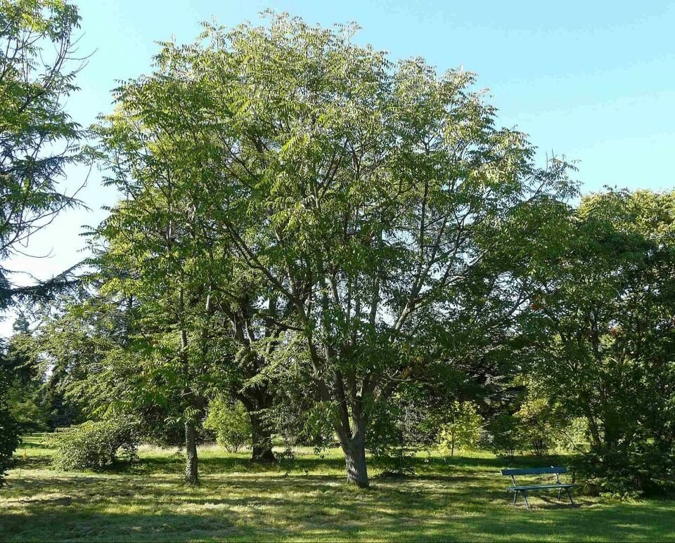 CHINESE LACQUER TREE Toxicodendron Vernicifluum - 5 SEEDS Plantations