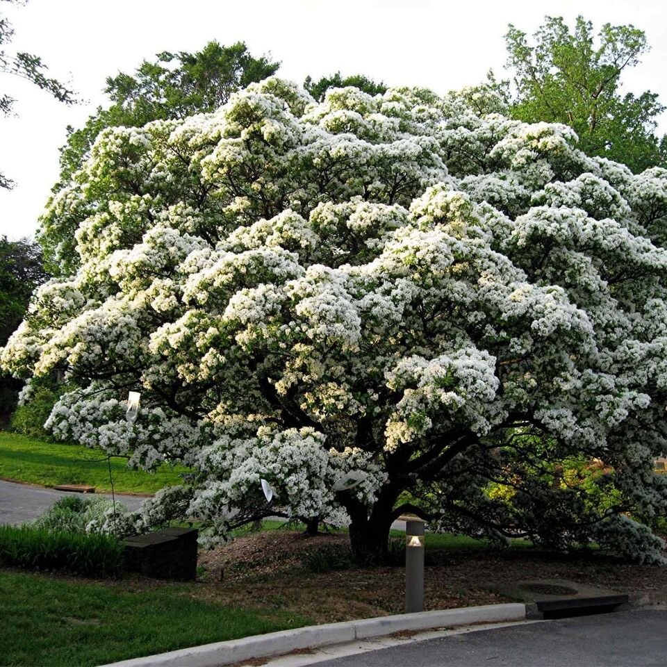 WHITE FRINGE TREE Chionanthus Virginicus 5 SEEDS Plantations