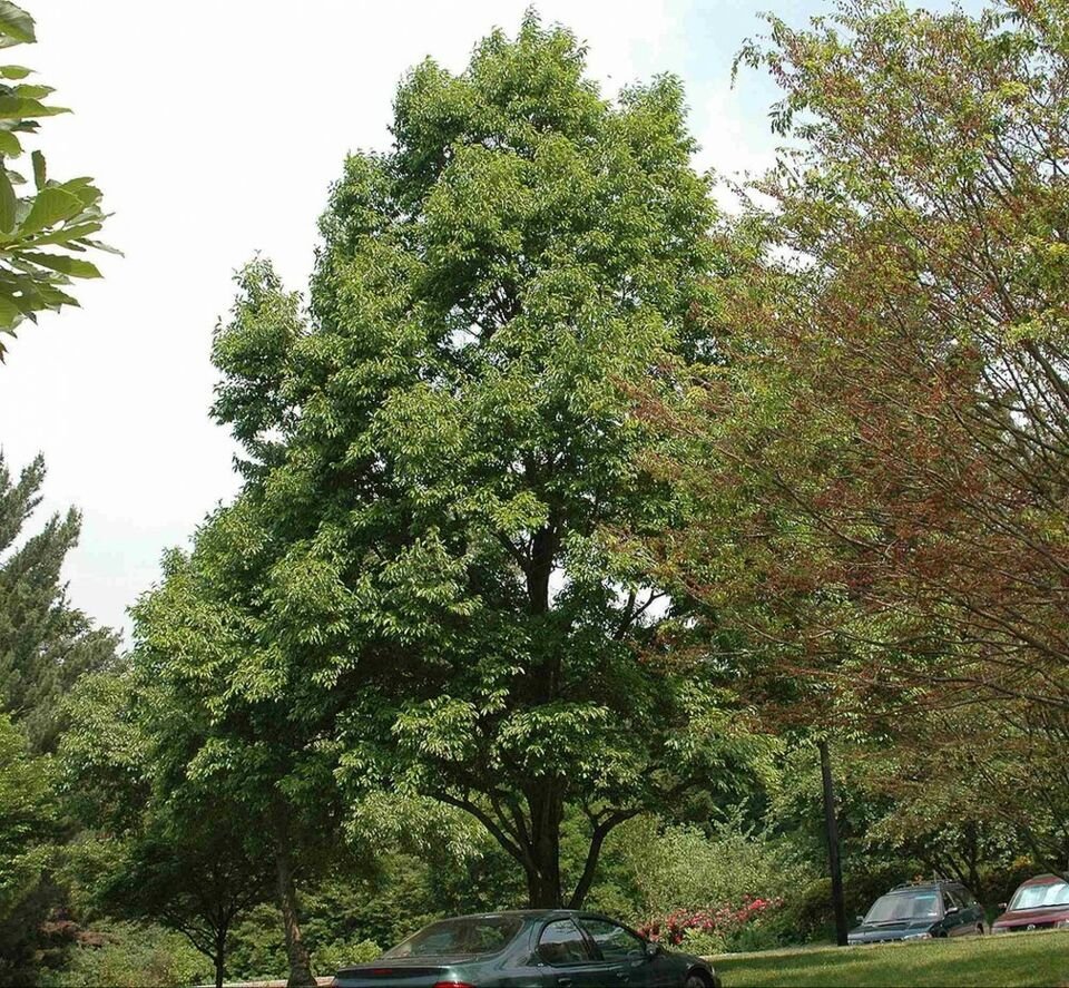 JAPANESE ALDER Alnus Japonica - 15 SEEDS Plantations