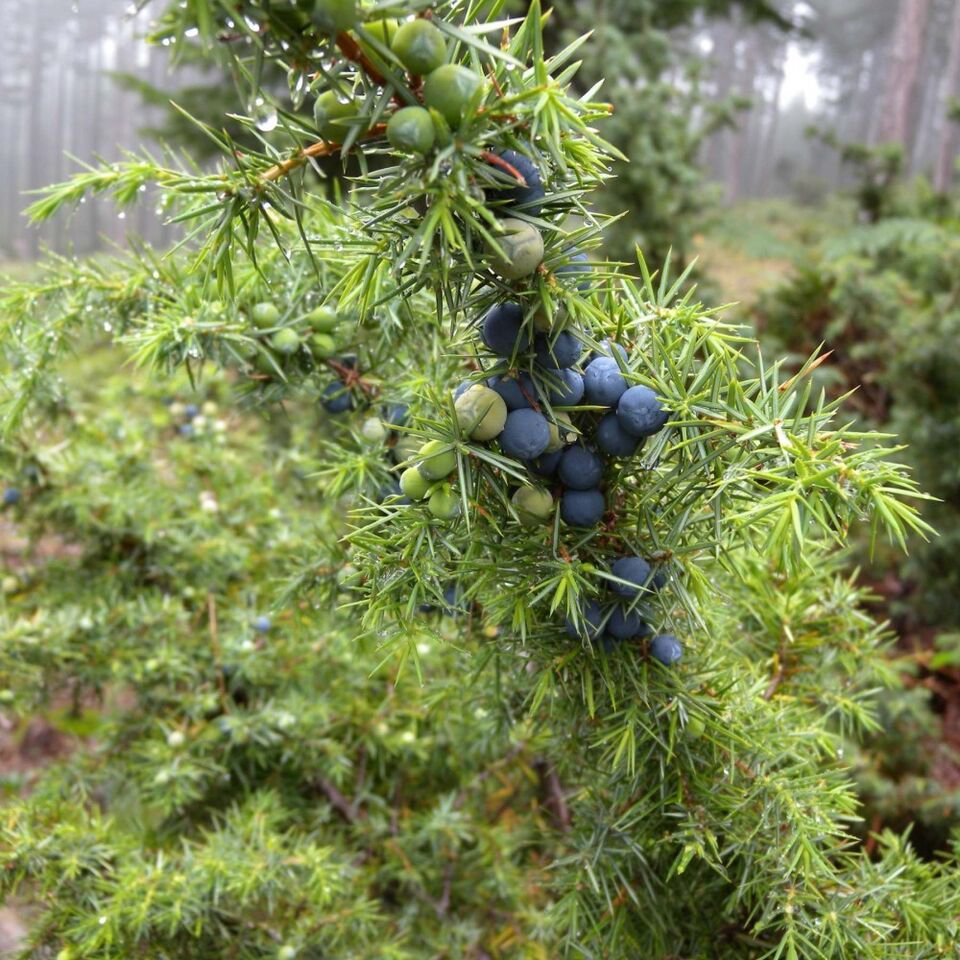 COMMON JUNIPER Juniperus Communis - 5+ SEEDS Plantations