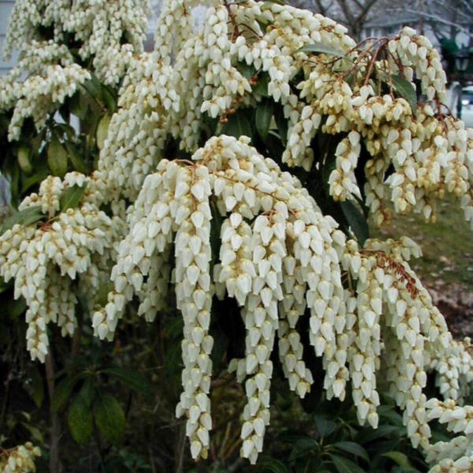 JAPANESE PIERIS Pieris Japonica - 50+ SEEDS Plantations