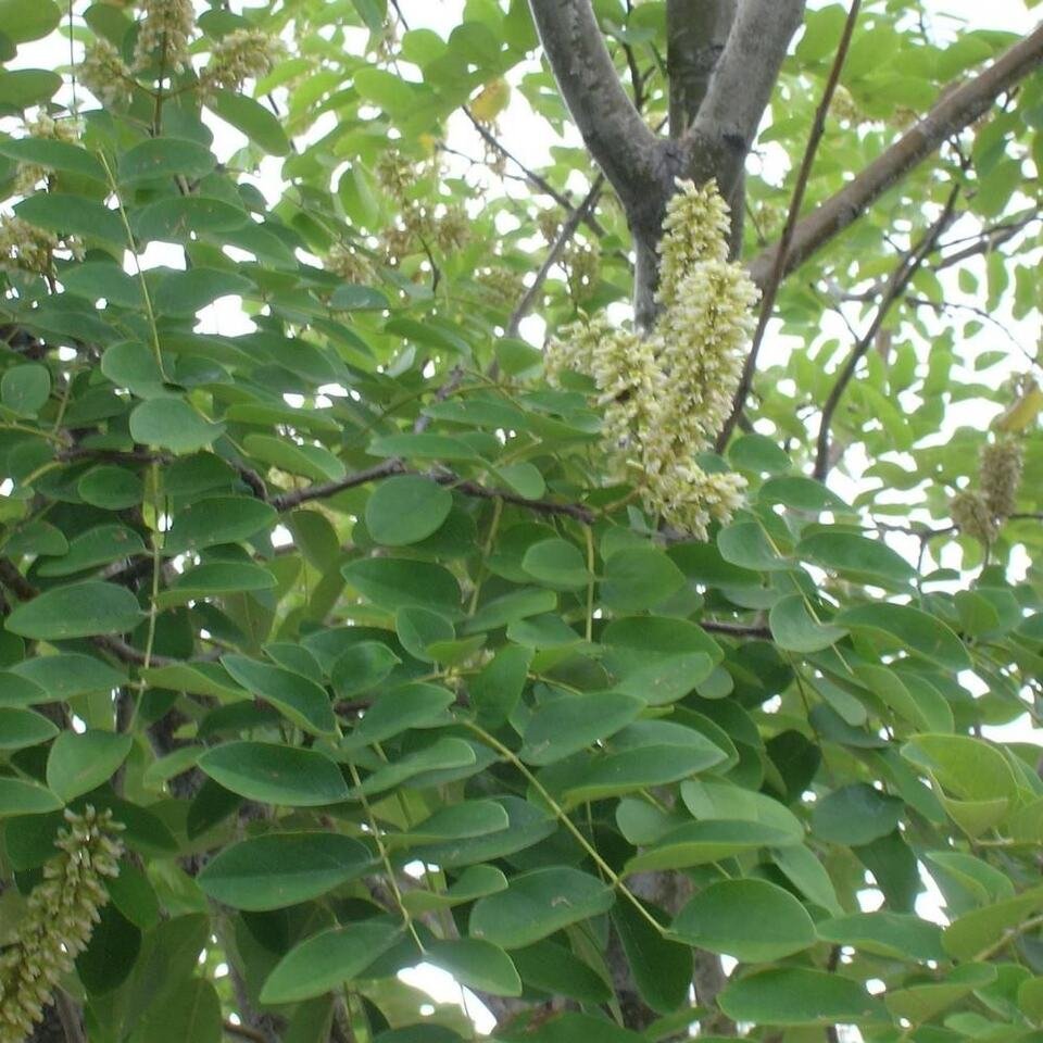 AMUR MAACKIA Maackia Amurensis - 10+ SEEDS Plantations