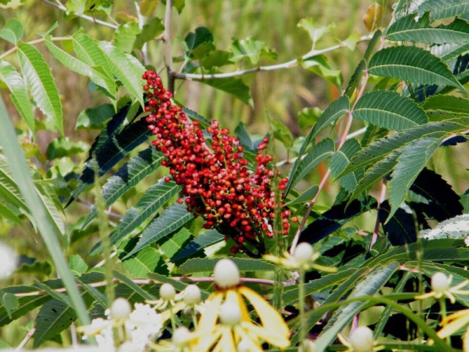SMOOTH SUMAC Rhus Glabra - 20+ SEEDS Plantations