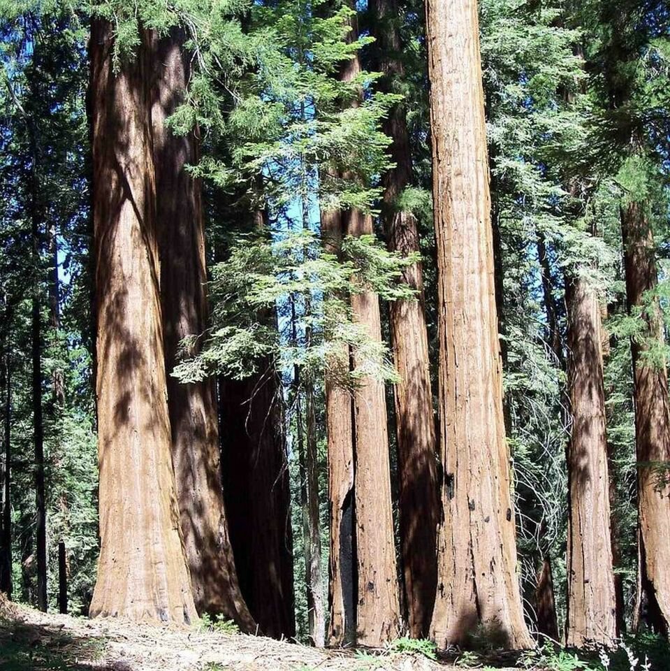 GIANT SEQUOIA Sequoiadendron Giganteum - 10 SEEDS Plantations