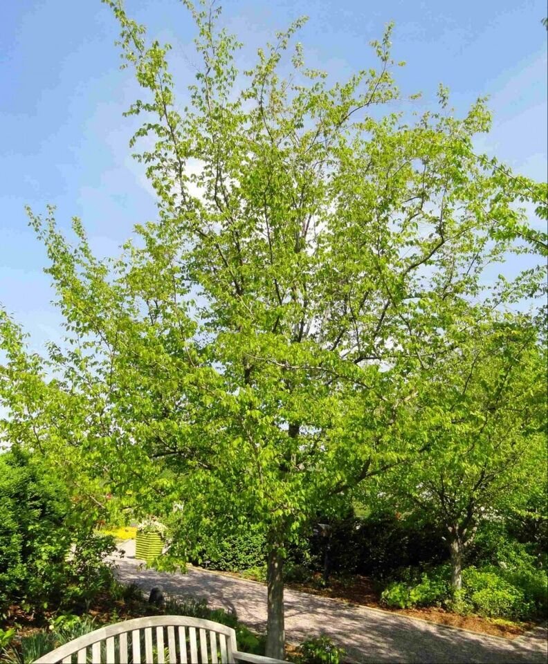 AMERICAN HORNBEAM Carpinus Caroliniana - 20+ SEEDS Plantations