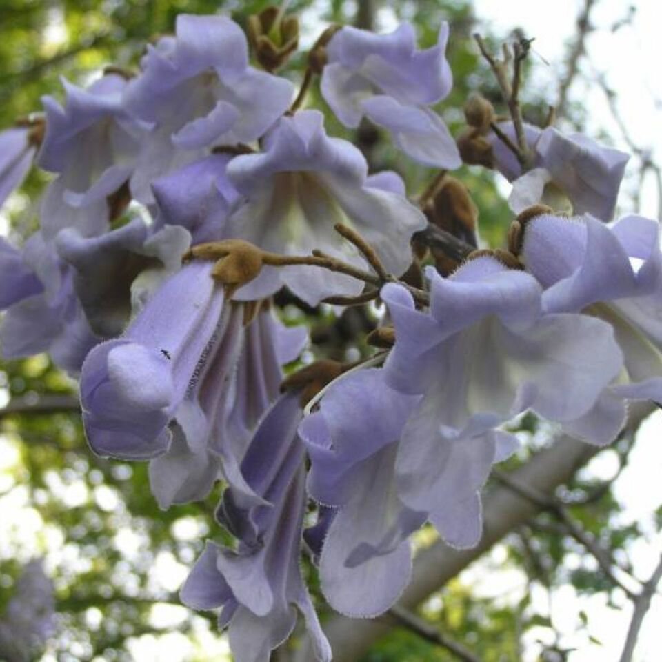 PRINCESS TREE Paulownia Tomentosa 2000 SEEDS Plantations