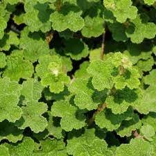 Taiwan Creeping Raspberry 1 Plant Plantations