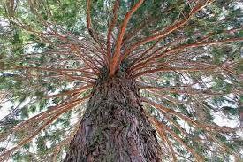 Sequoiadendron giganteum GIANT SEQUOIA Seeds Plantations