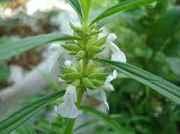 Leucas aspera THUMBAI 10 Seeds Plantations