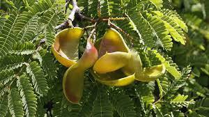 Caesalpinia coriaria UNUSUAL TREE Plantations