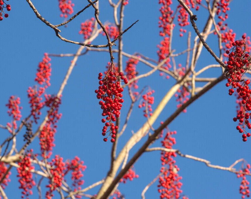 Idesia polycarpa IGIRI TREE Seeds Plantations