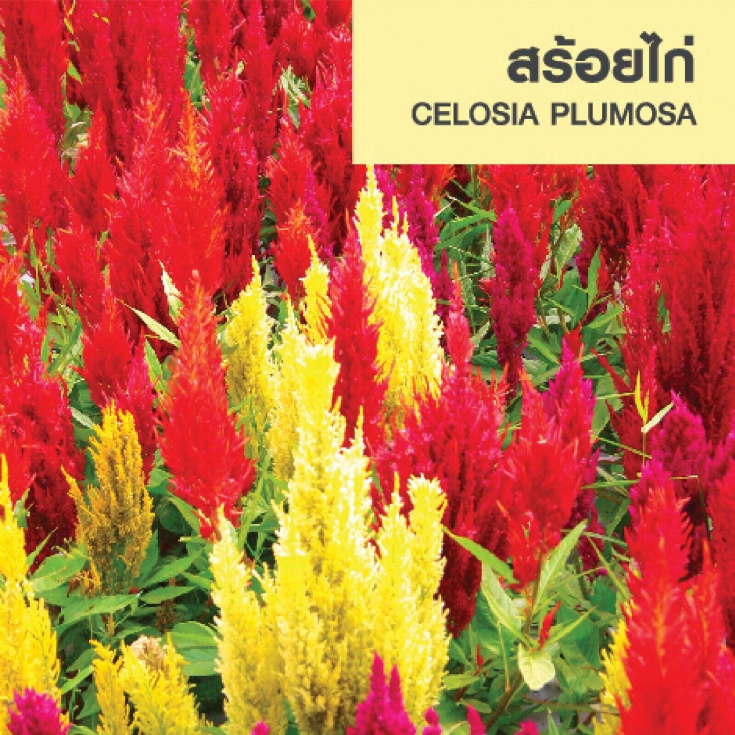 Celosia Plumosa Flower Seeds Garden Plants Fresh Home Garden The Best ...