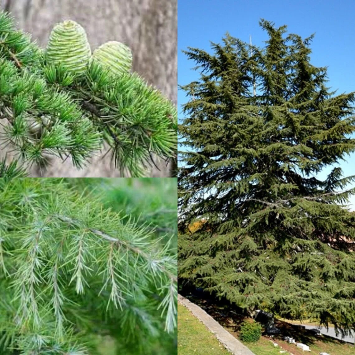 200gm DEODAR CEDAR CEDRUS DEODARA ,Himalayan Cedar Tree Seeds Aprox ...