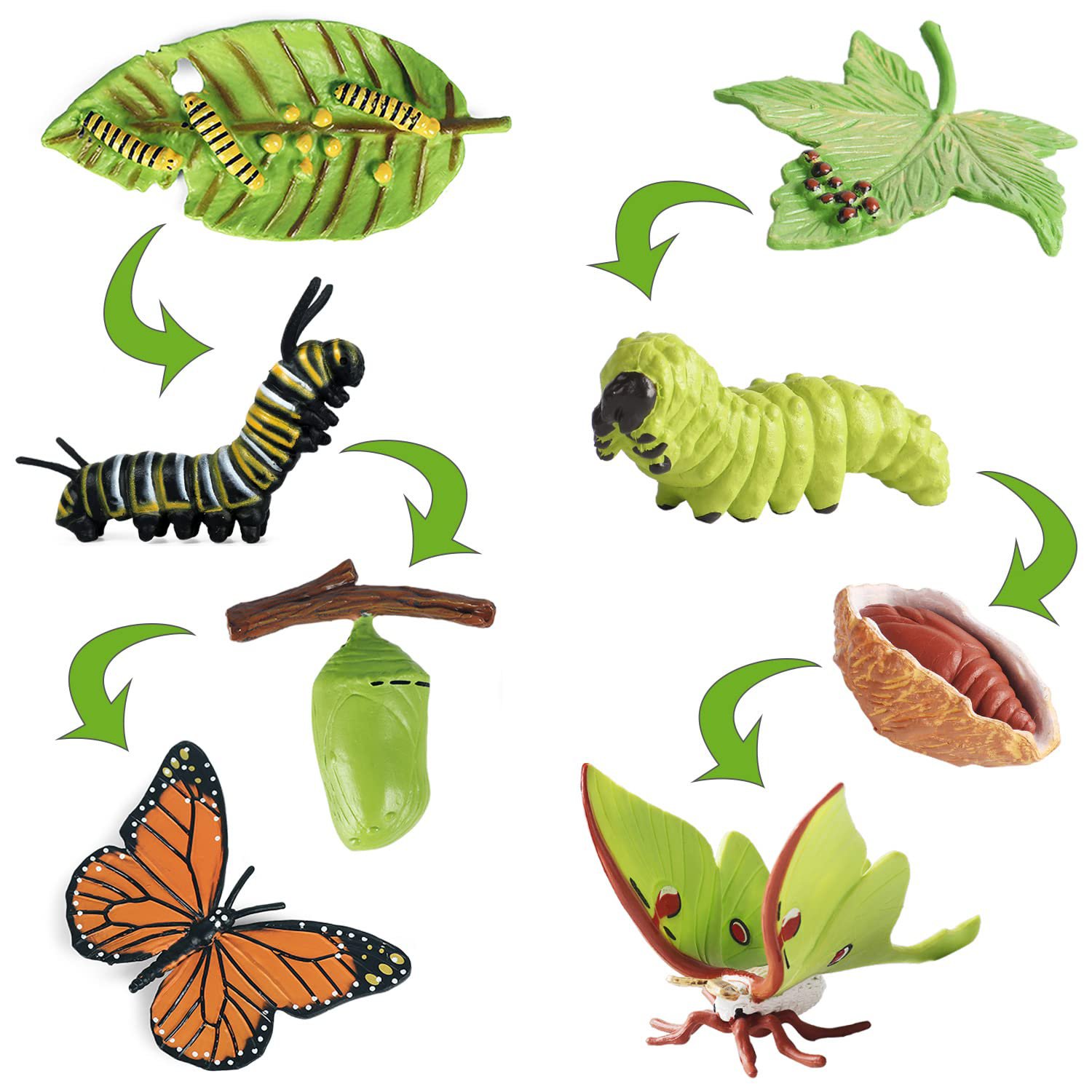 8Pcs Monarch Butterflies Life Cycle Toy Figurines For Kids With Actias ...