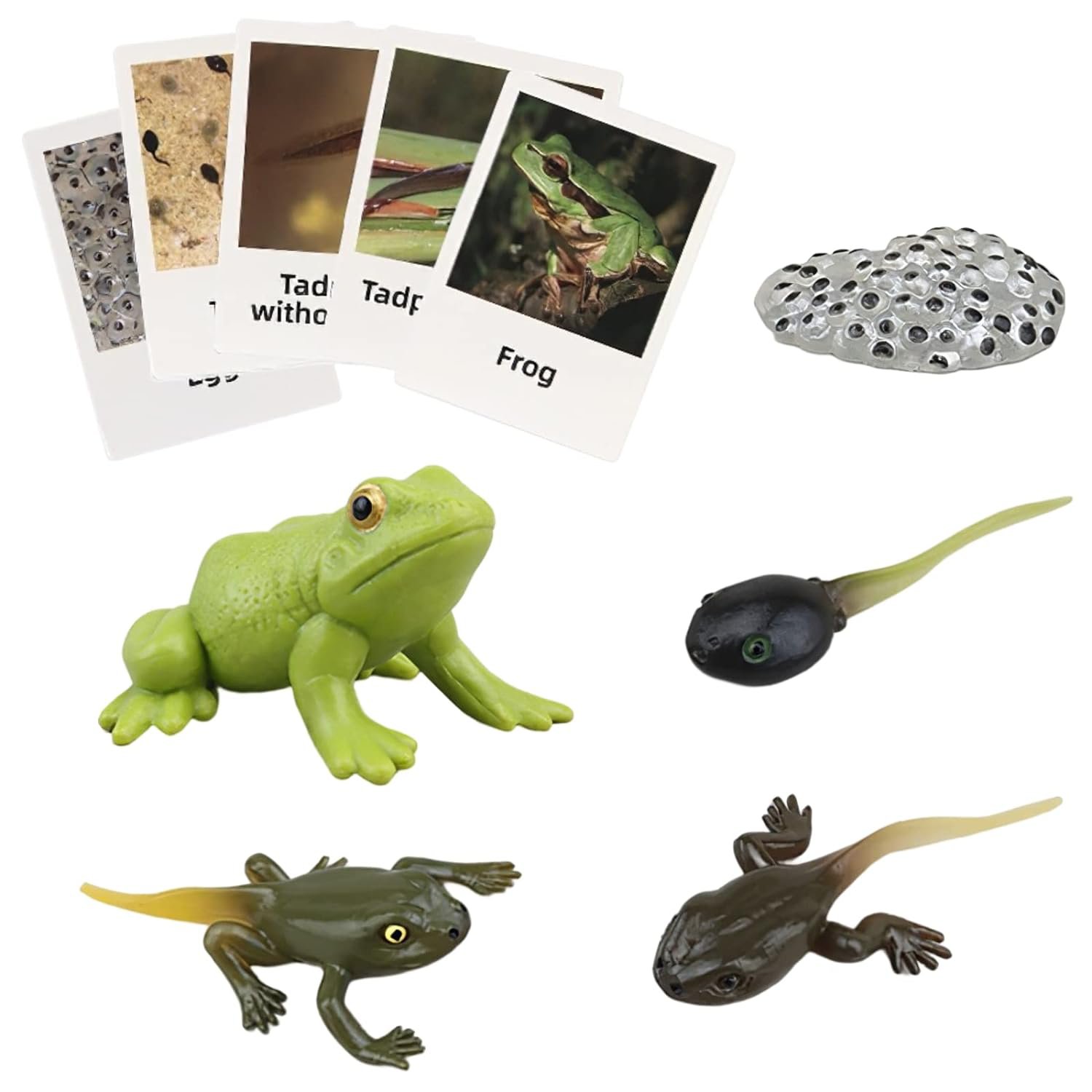 Montessori Life Cycle Animal Figures With Flash Cards, Realistic Animal ...