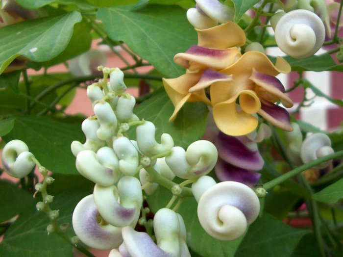 Rare True Corkscrew Shell Vine Cochliasanthus Vigna Caracalla - 5 Seeds