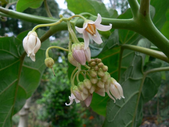 Rare Tree Tomato Tamarillo Tomarillo Cyphomandra Betaceae - 10 Seeds