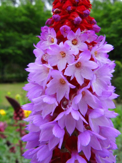 Rare Orchid Primrose Primula vialii - 25 Seeds