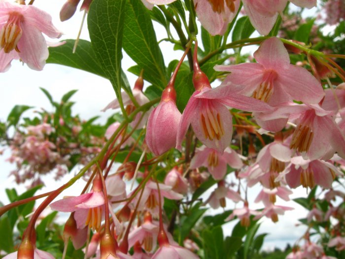 Rare Japanese Snowdrop Styrax japonicus Pink Chimes - 10 Seeds