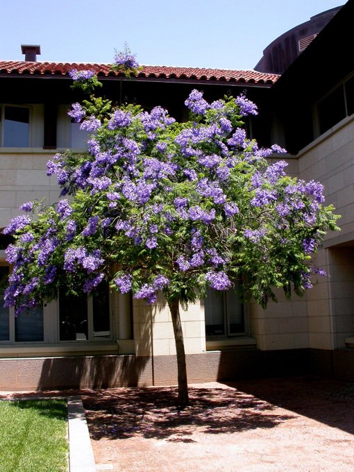 Brazilian Rose Wood Jacaranda Mimosifolia - 25 Seeds
