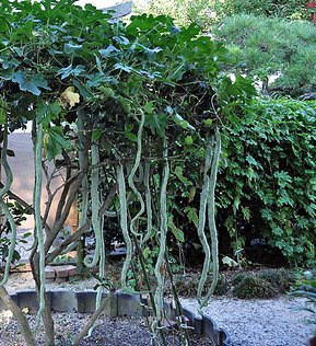 Rare Serpentine Snake Gourd Squash Italian Cucuzzi Caravazzi - 8 Seeds